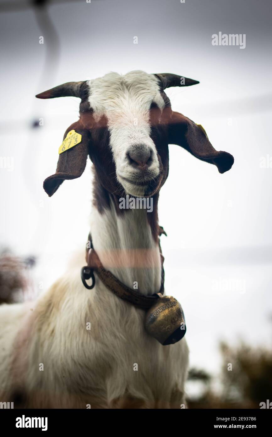 Photo of a goat in nature Stock Photo - Alamy