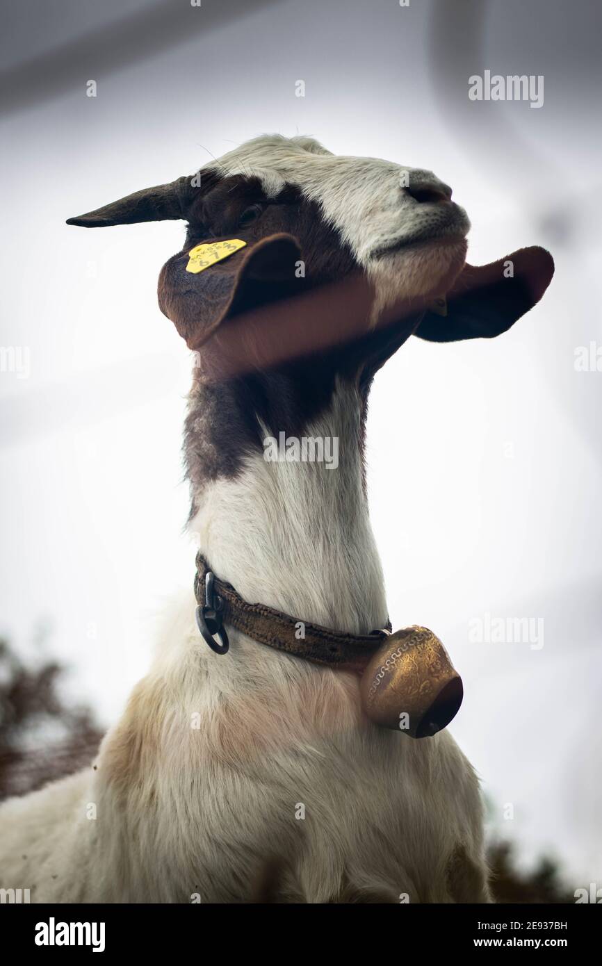Photo of a goat in nature Stock Photo - Alamy