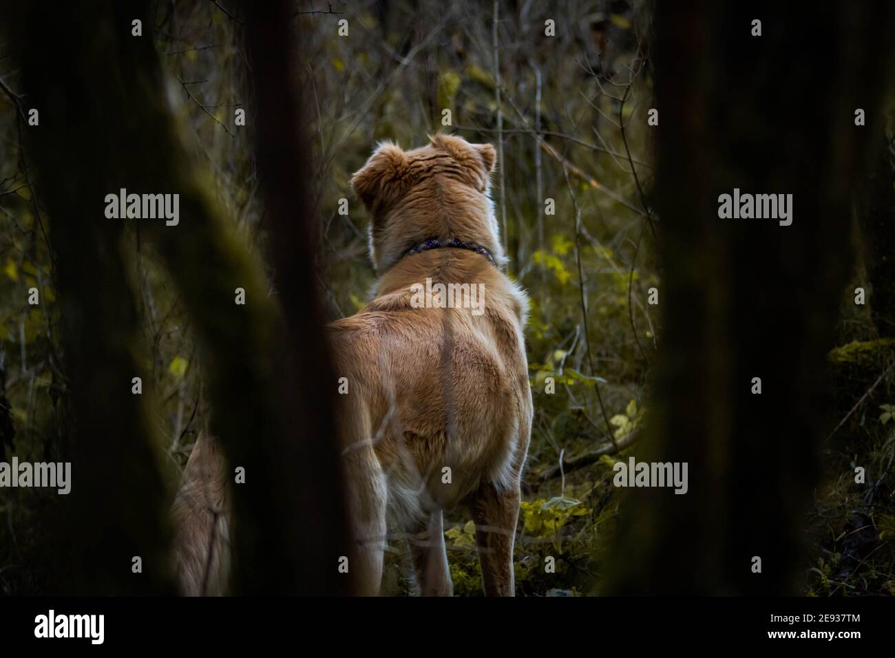 Photos of a god in nature running Stock Photo - Alamy