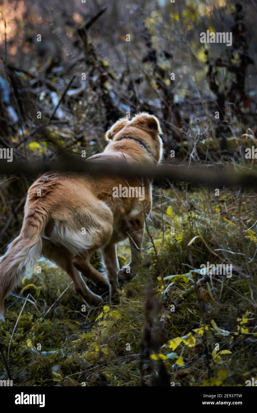 God of nature hi-res stock photography and images - Alamy
