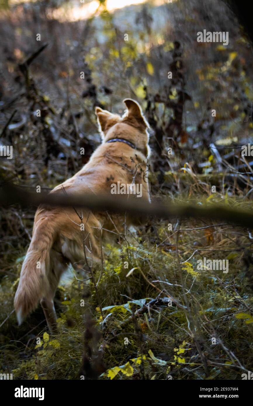 Photos of a god in nature running Stock Photo - Alamy