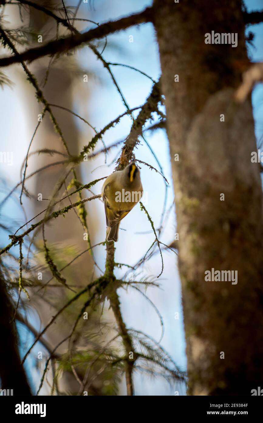 Close photo of a little bird with low depth of field in nature Stock ...