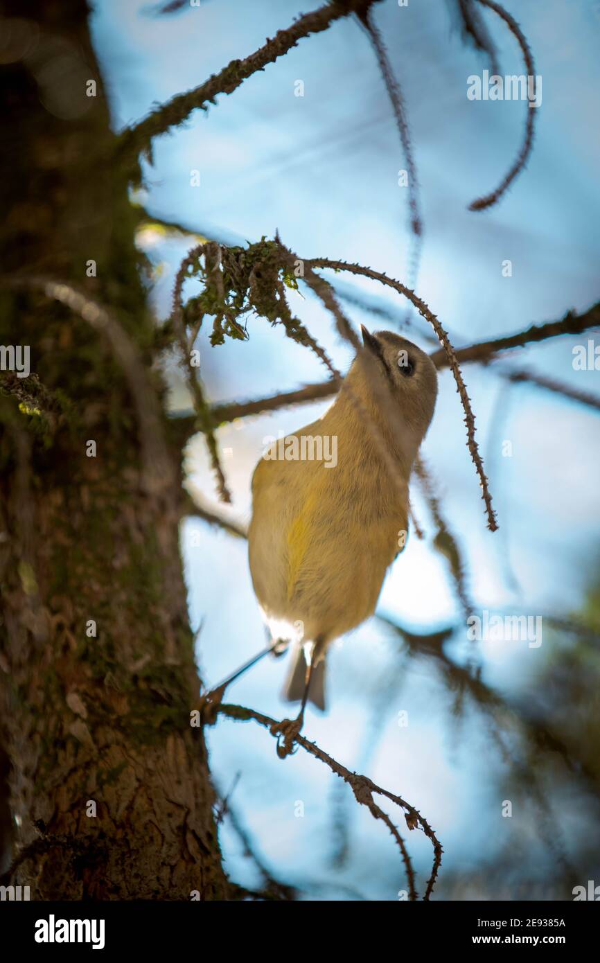 Close photo of a little bird with low depth of field in nature Stock ...