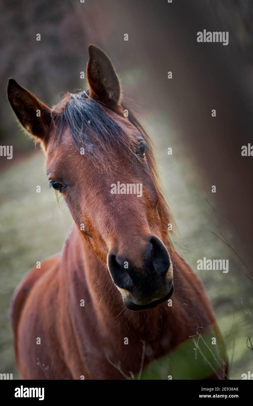Awesome photos of horse hi-res stock photography and images - Alamy