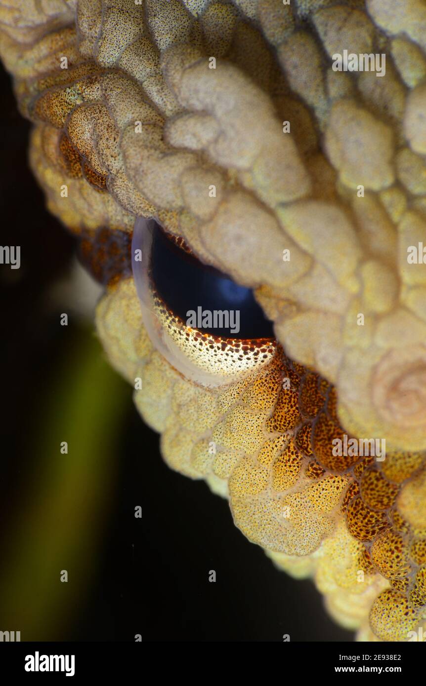 Octopus, Octopus eye Stock Photo - Alamy