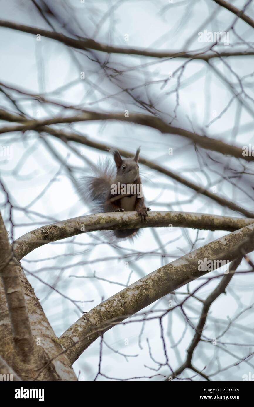 Photo of a squirrel climbing a tree Stock Photo - Alamy