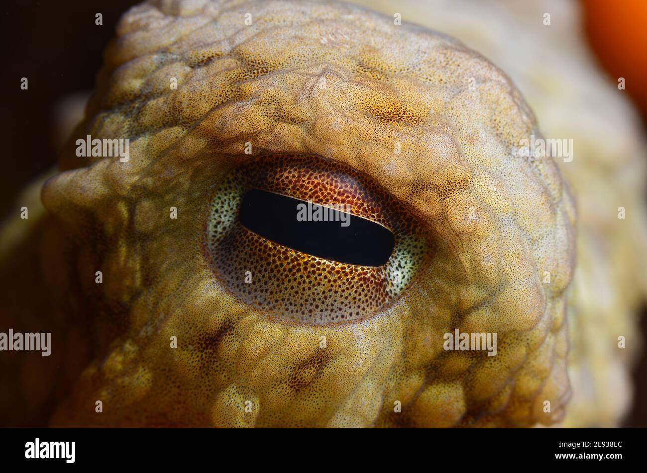 Octopus, Octopus eye Stock Photo - Alamy