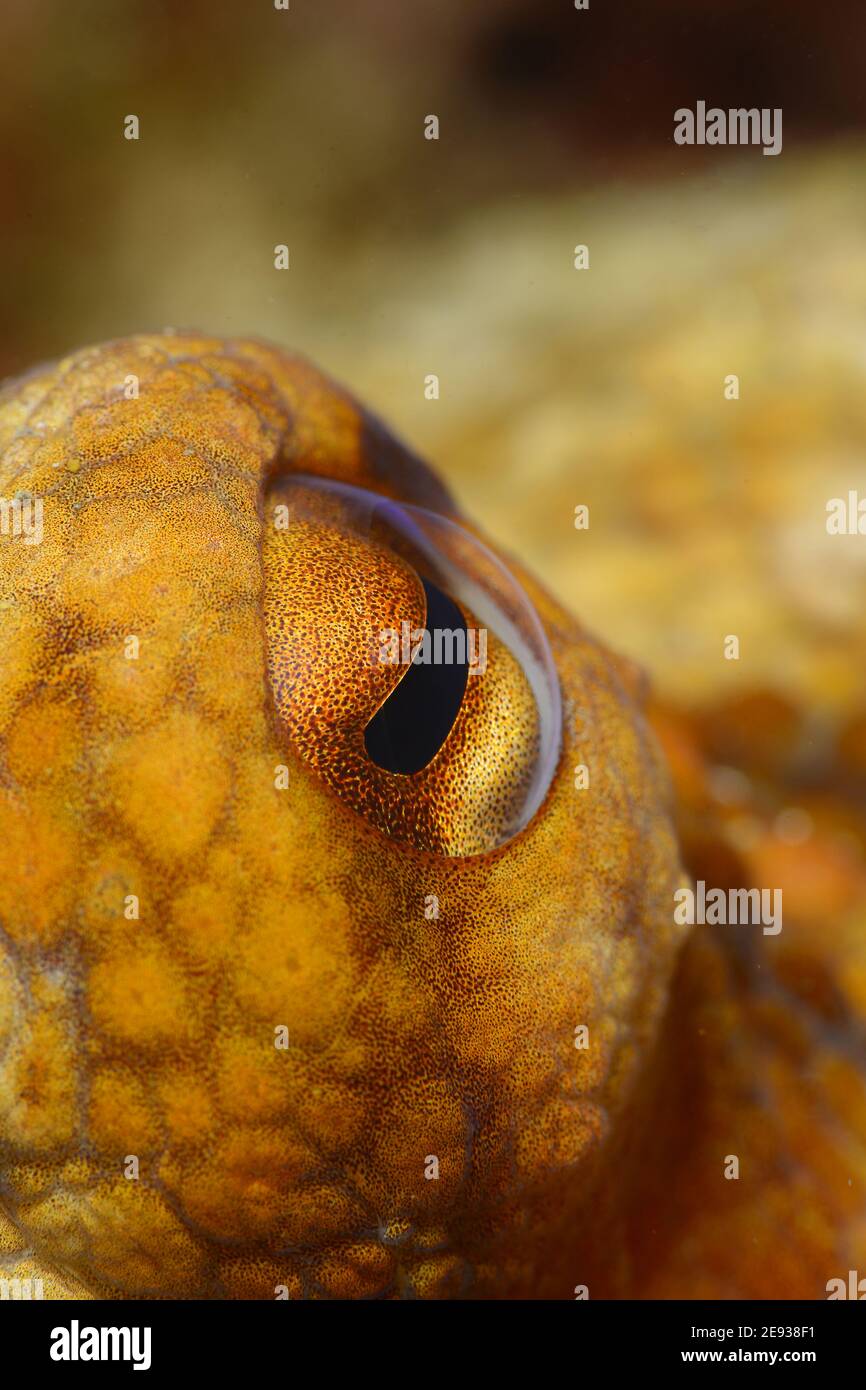 Octopus, Octopus eye Stock Photo - Alamy