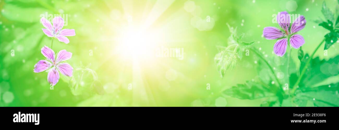 Spring-summer background - blooming Woodland geranium (Geranium ...