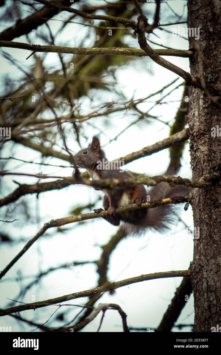 Photo of a squirrel climbing a tree Stock Photo - Alamy