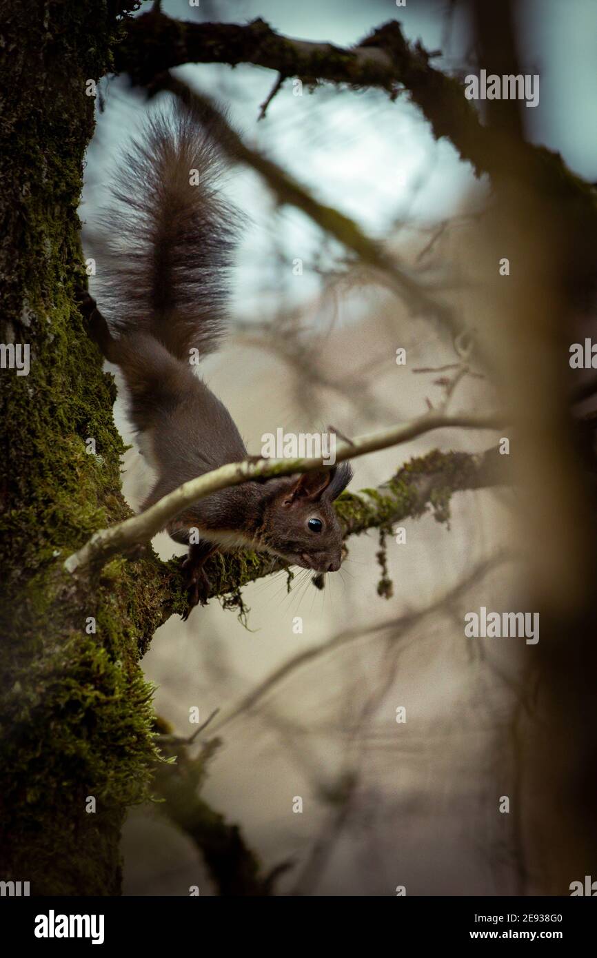 Photo of a squirrel climbing a tree Stock Photo - Alamy