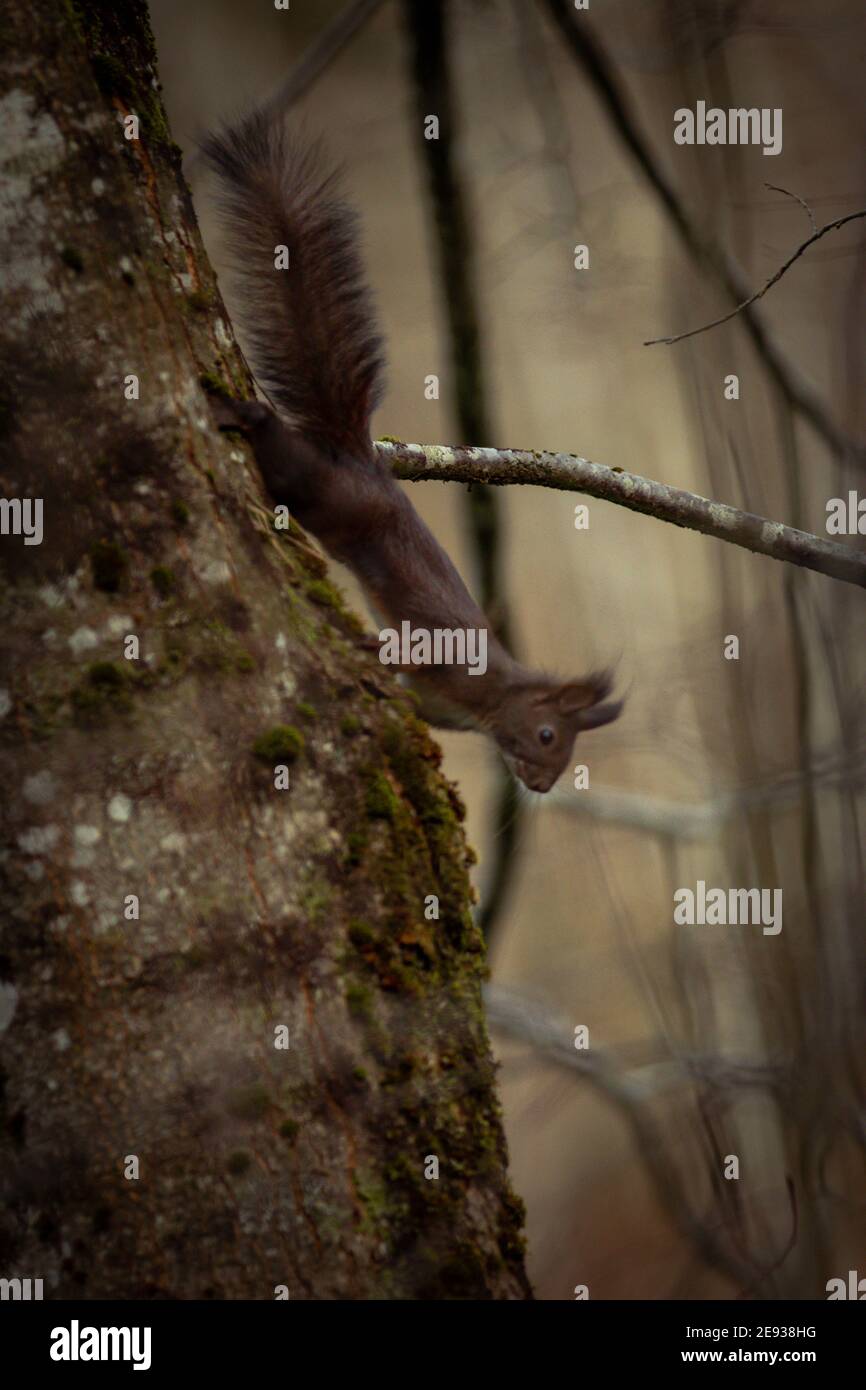 Photo of a squirrel climbing a tree Stock Photo - Alamy
