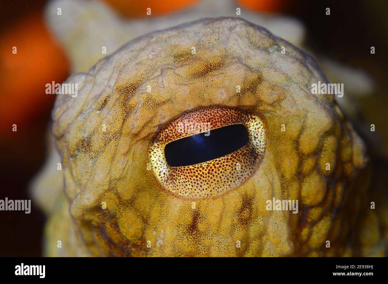 Octopus eye hi-res stock photography and images - Alamy