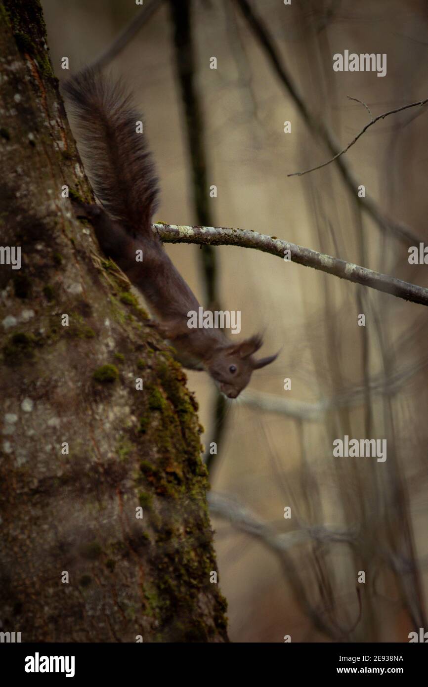 Photo of a squirrel climbing a tree Stock Photo - Alamy