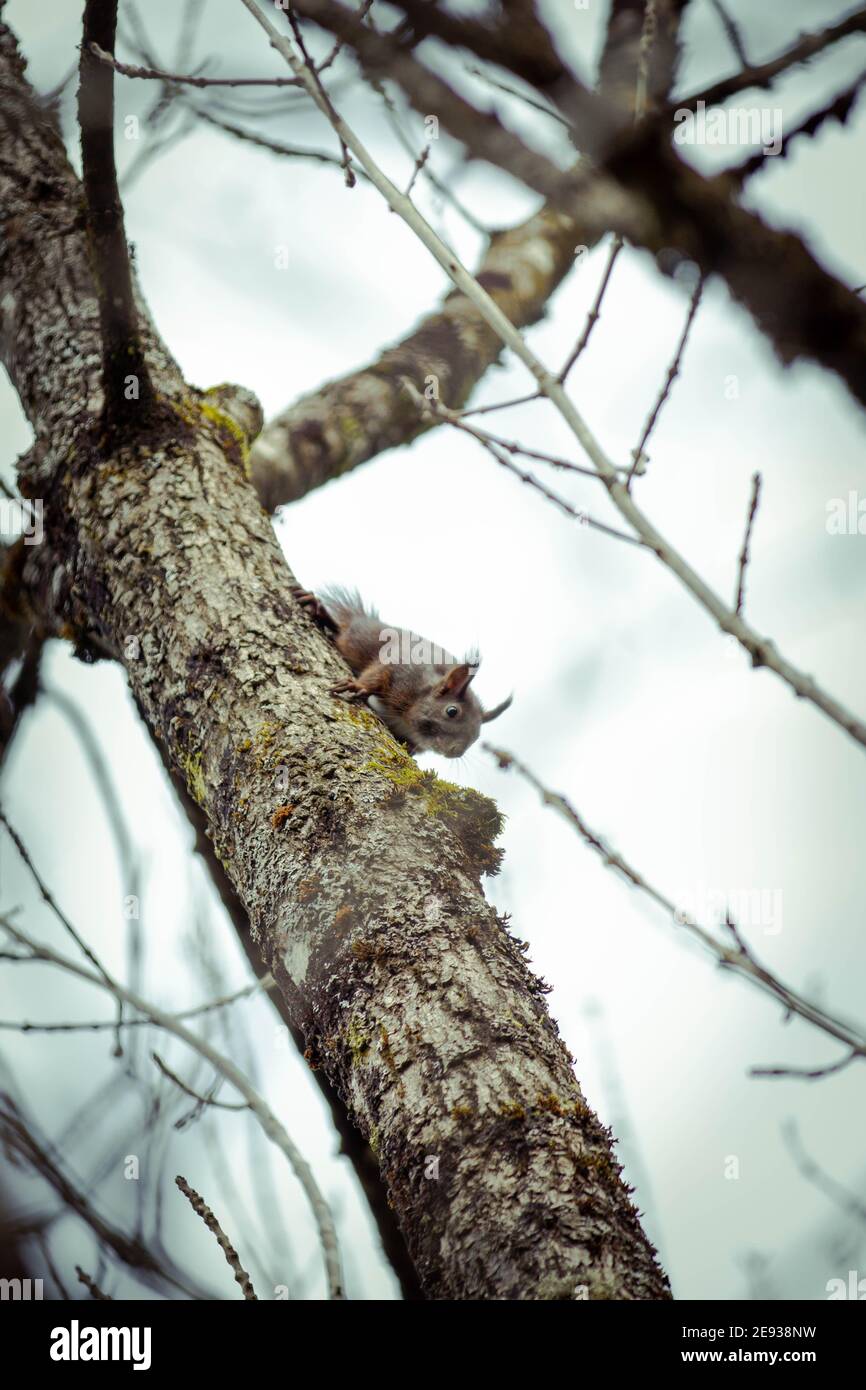 Photo of a squirrel climbing a tree Stock Photo - Alamy