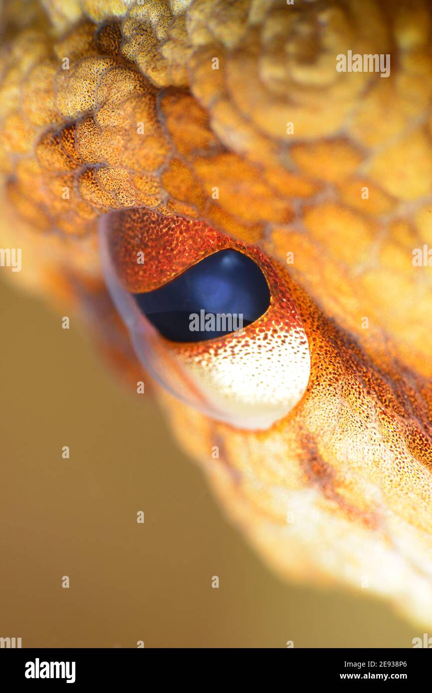 Octopus, Octopus eye Stock Photo - Alamy