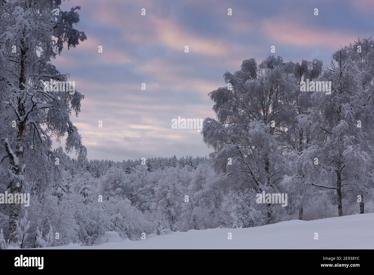 trees crystallized from the cold in Lapland during the winter Stock ...