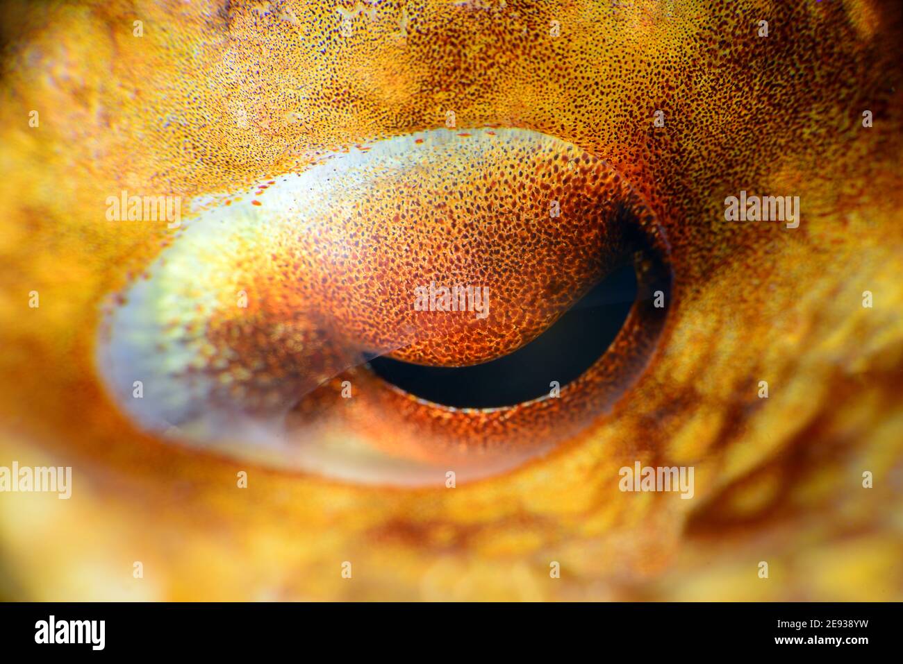 Octopus, Octopus eye Stock Photo - Alamy
