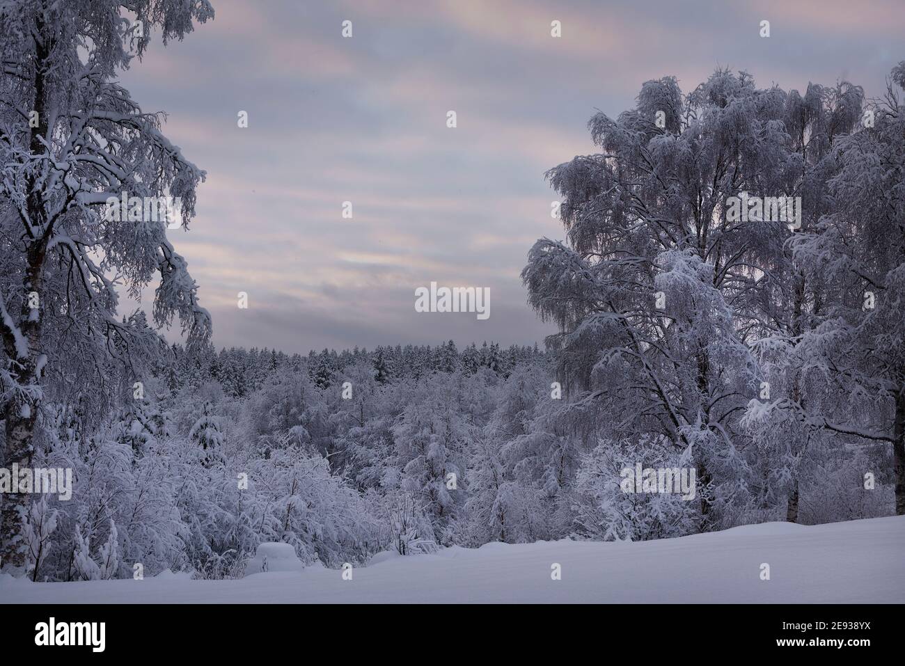trees crystallized from the cold in Lapland during the winter Stock ...