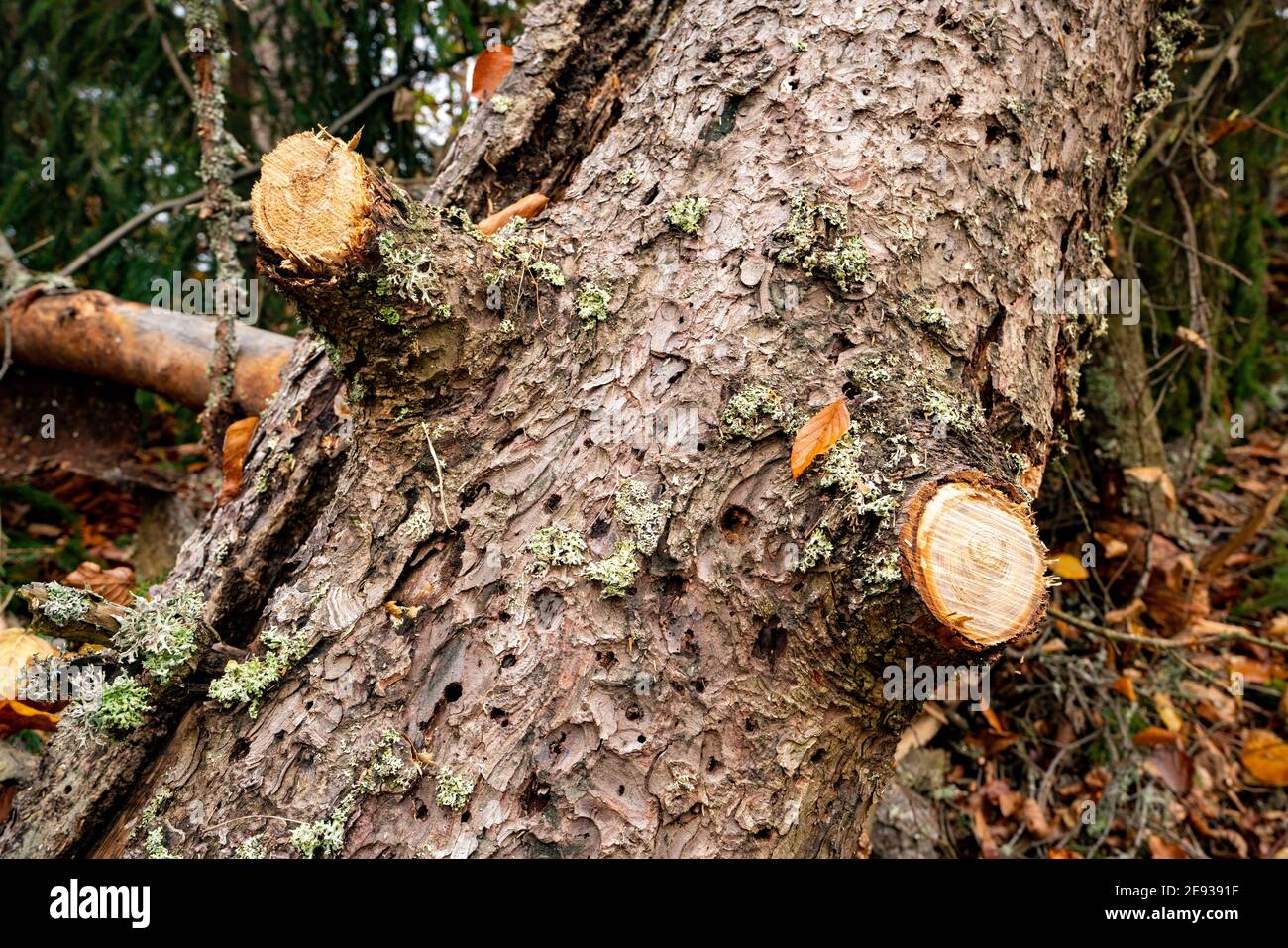 Large wet fallen tree in a beautiful multi-colored dense forest among ...