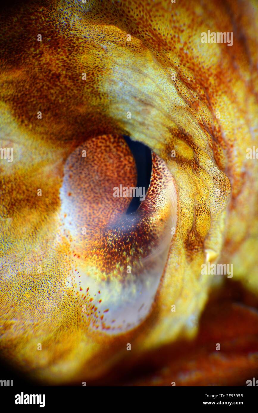 Octopus, Octopus eye Stock Photo - Alamy