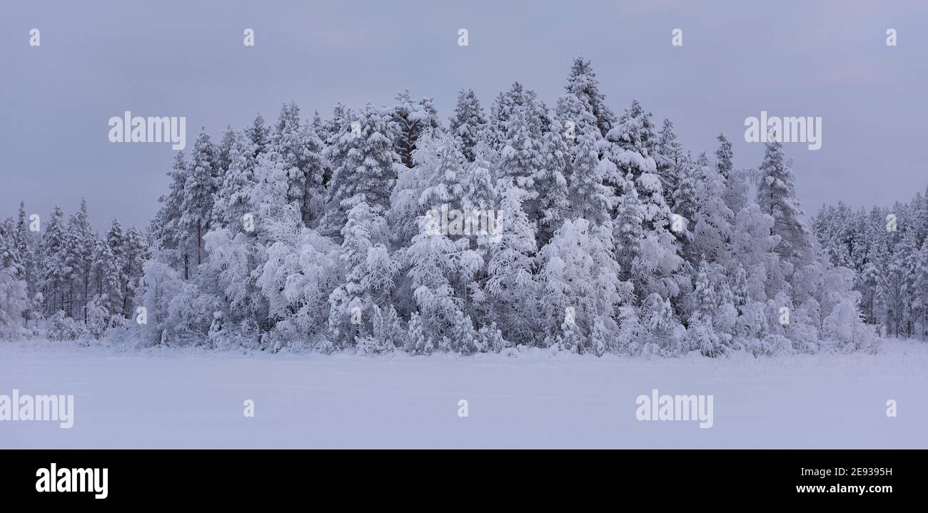 trees crystallized from the cold in Lapland during the winter Stock ...