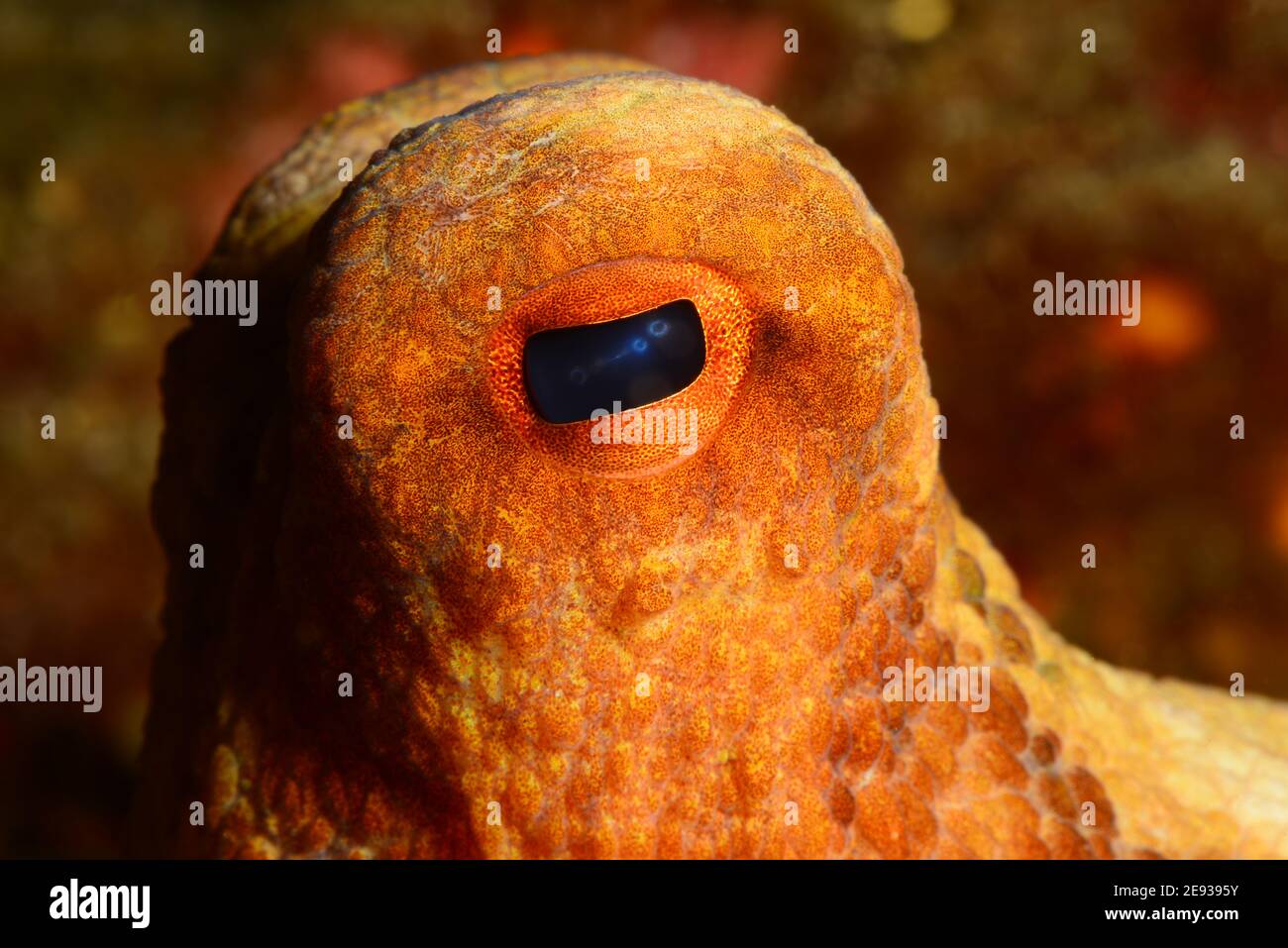 Octopus, Octopus eye Stock Photo - Alamy