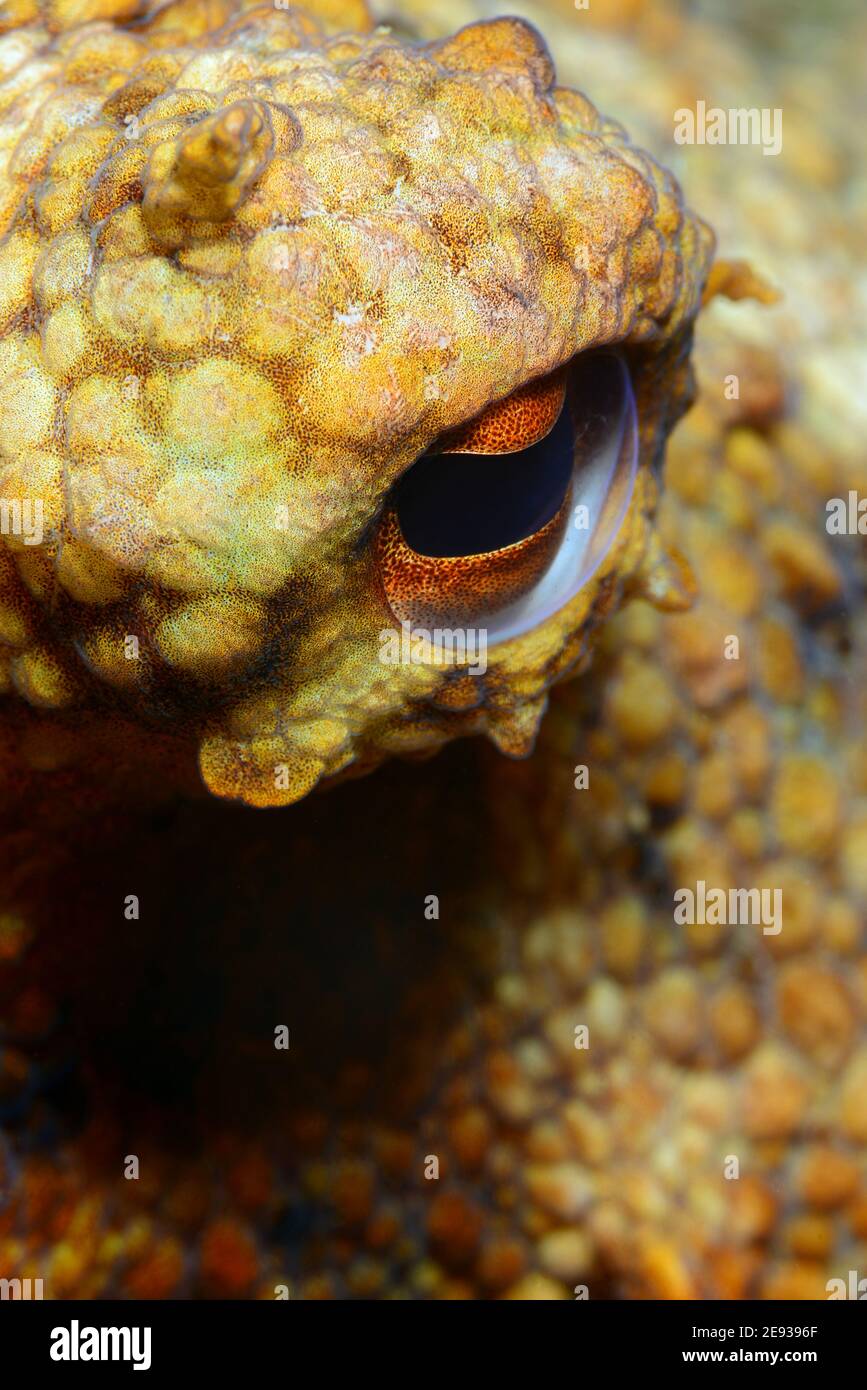 Octopus, Octopus eye Stock Photo - Alamy