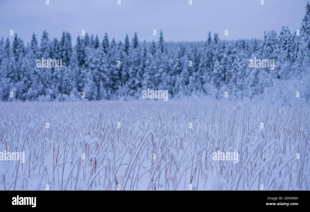 trees crystallized from the cold in Lapland during the winter Stock ...