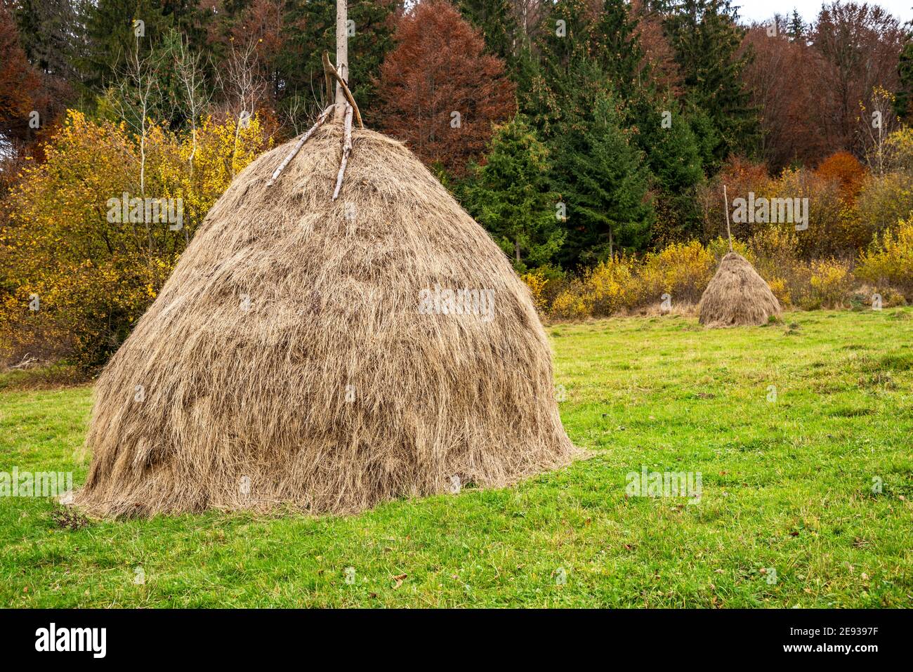 Large number of haystacks with dry hay in a green meadow with wet and ...