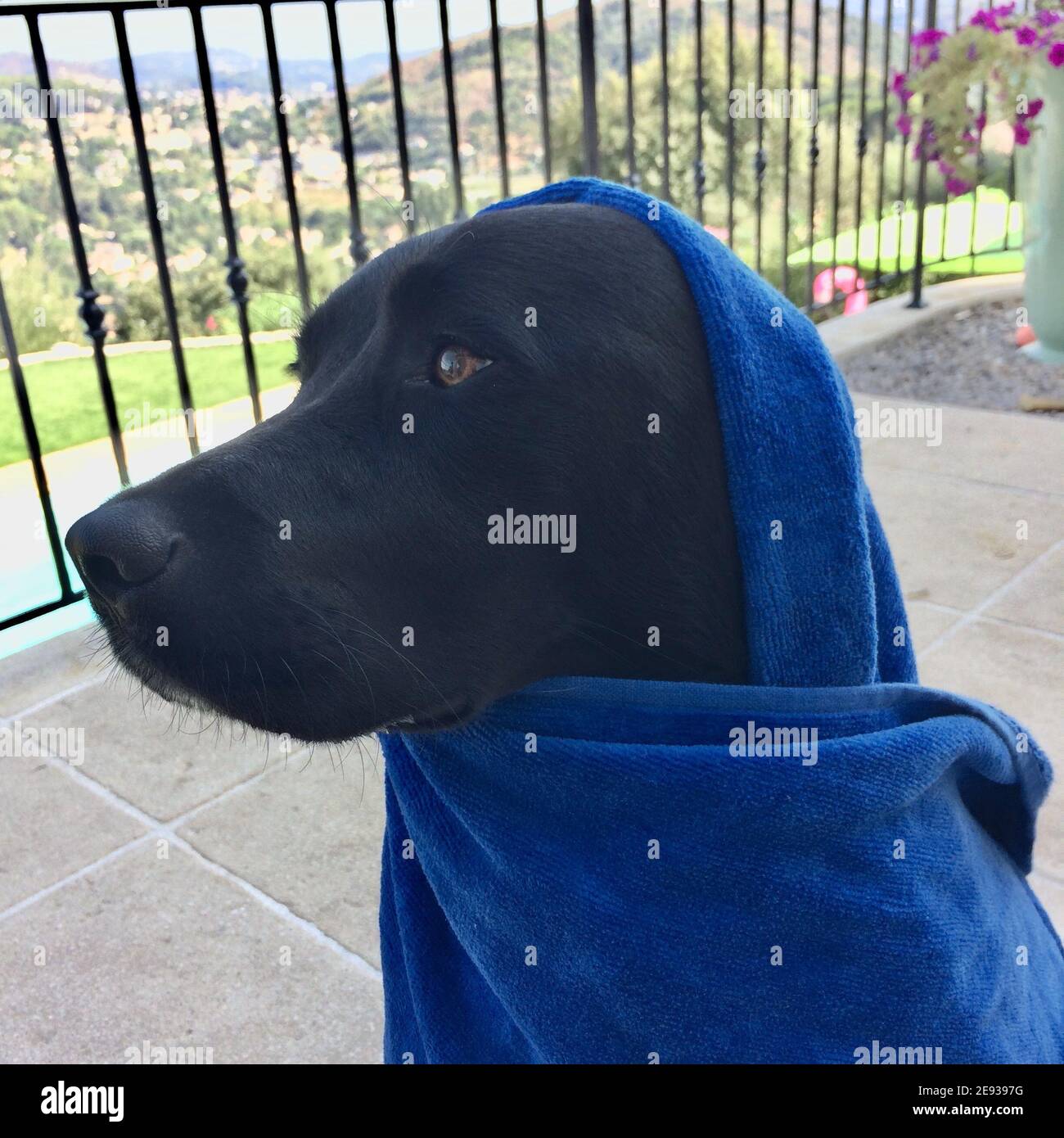 Black dog rolled up in a towel Stock Photo - Alamy