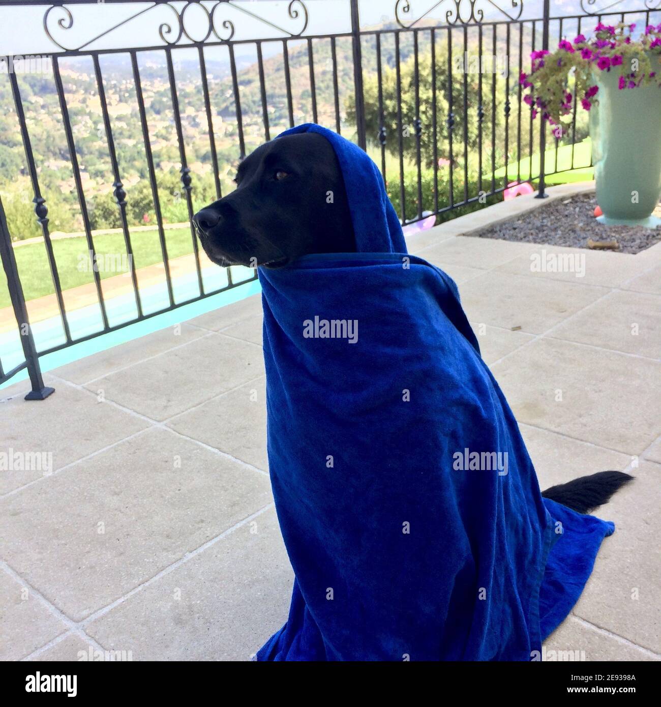 Black dog rolled up in a towel Stock Photo - Alamy