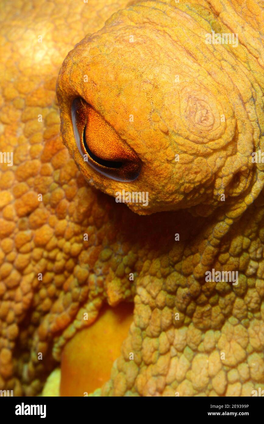 Octopus, Octopus eye Stock Photo - Alamy