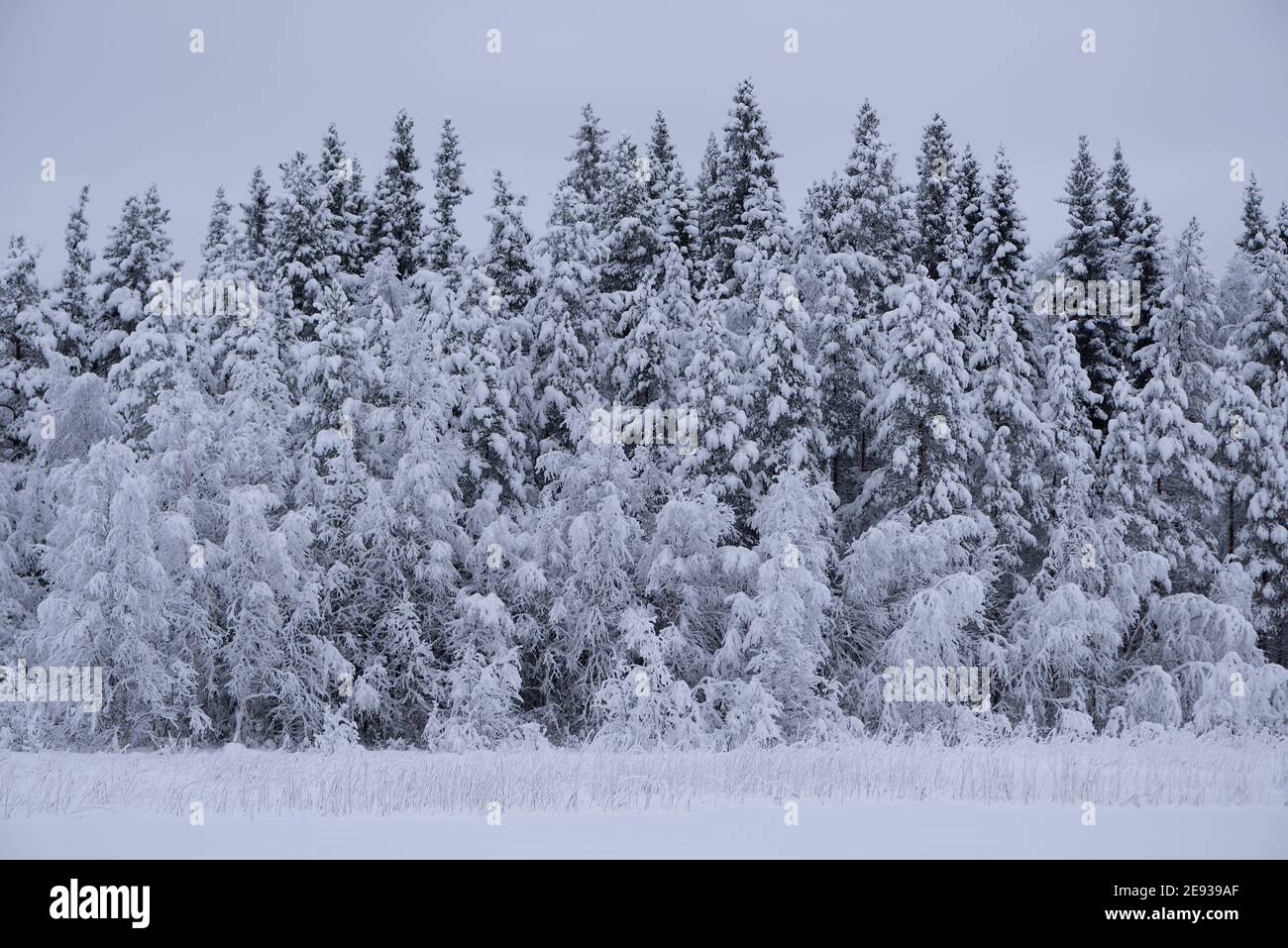 trees crystallized from the cold in Lapland during the winter Stock ...