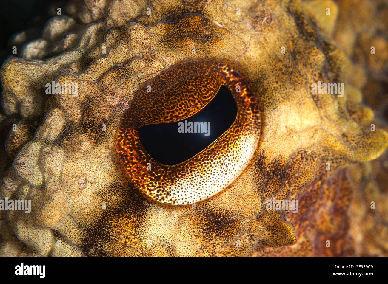 Octopus, Octopus eye Stock Photo - Alamy