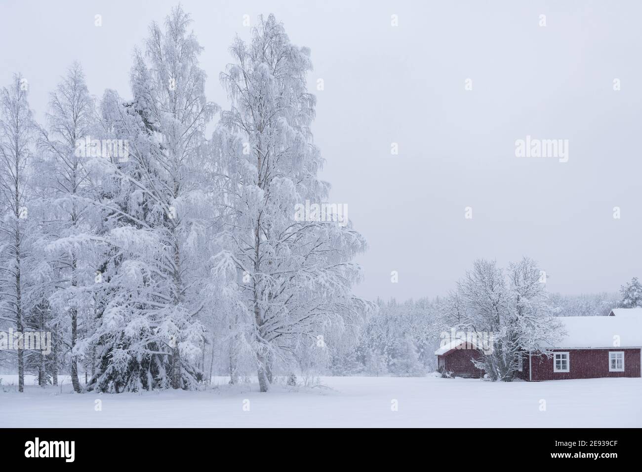 trees crystallized from the cold in Lapland during the winter Stock ...