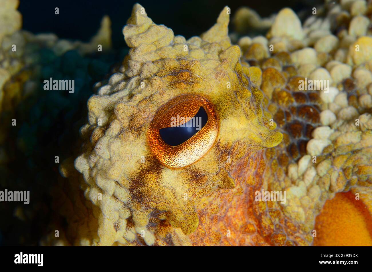 Octopus, Octopus eye Stock Photo - Alamy