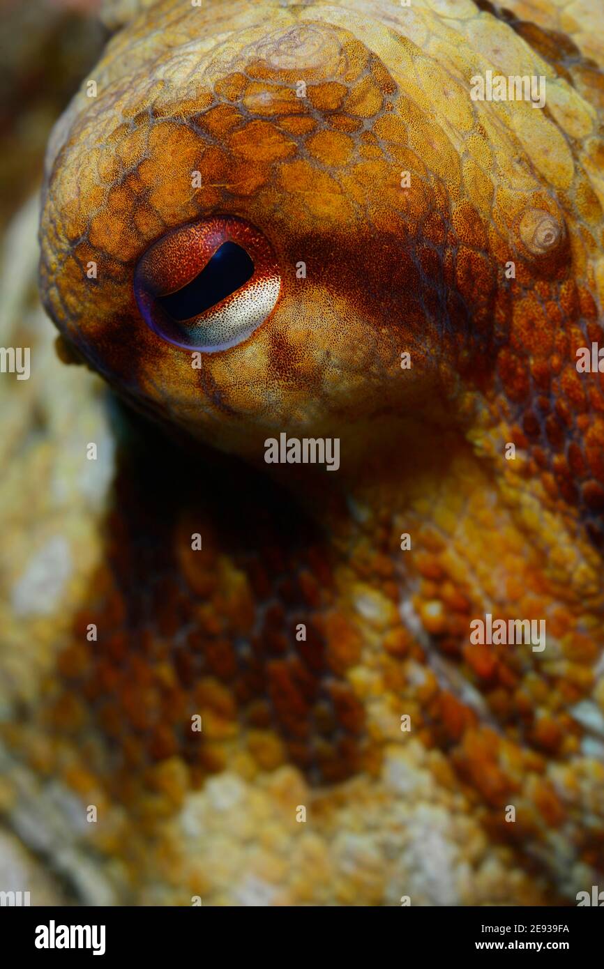 Octopus, Octopus eye Stock Photo - Alamy