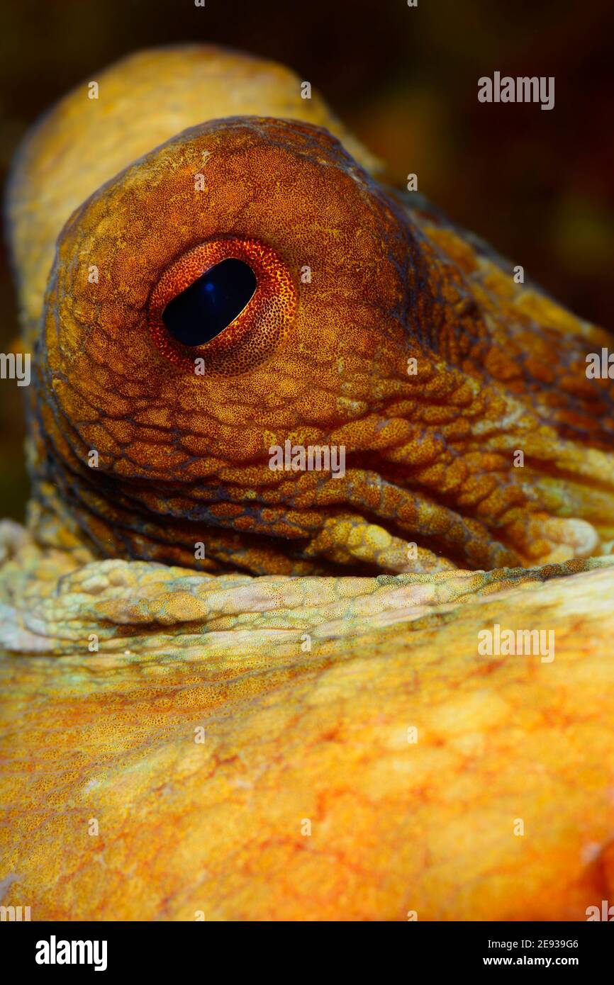 Octopus, Octopus eye Stock Photo - Alamy