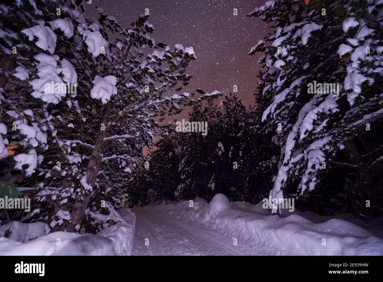 winter night landscape nature forest Stock Photo - Alamy