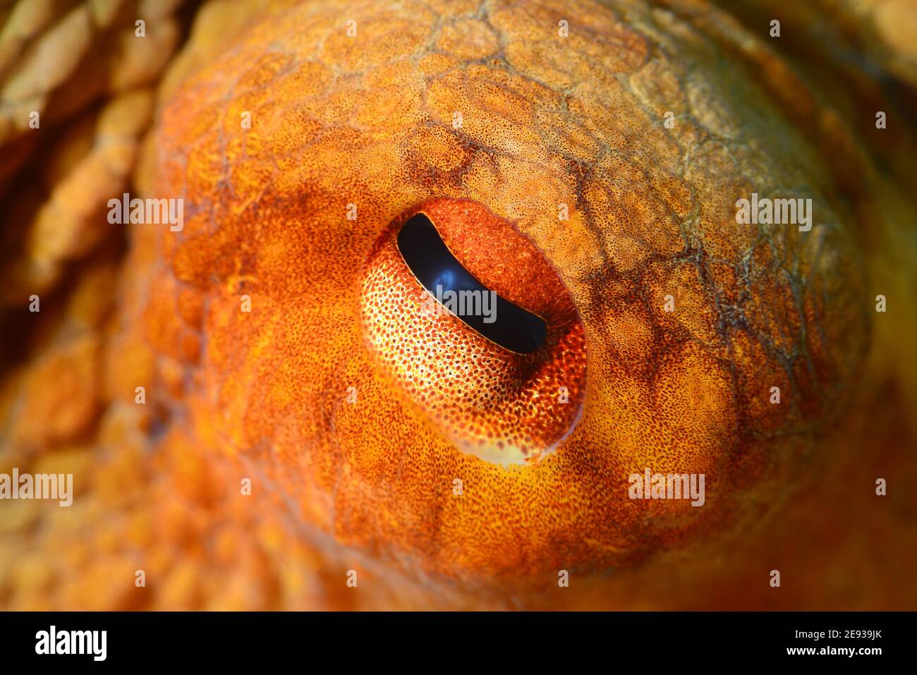 Octopus, Octopus eye Stock Photo - Alamy