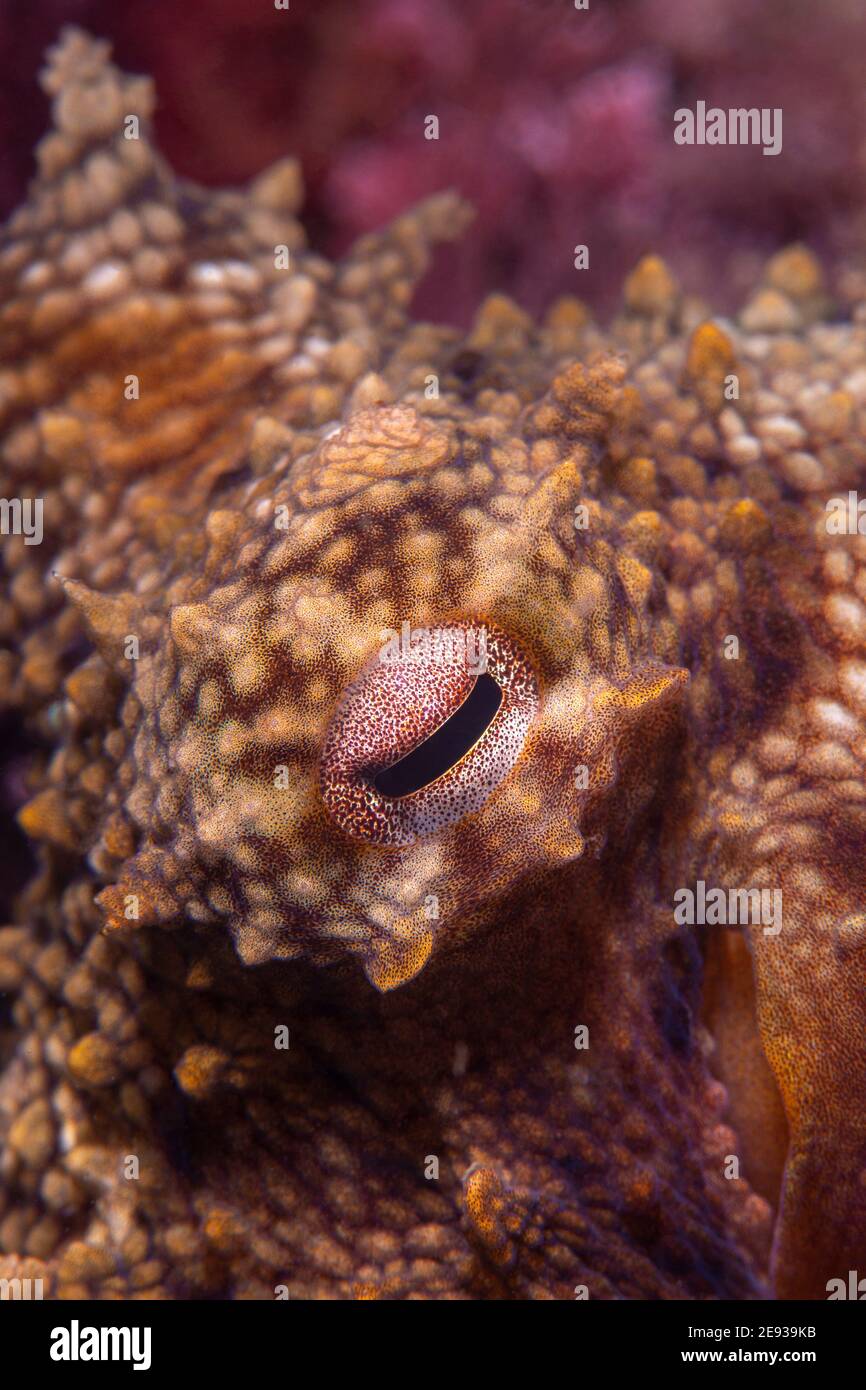 Octopus, Octopus eye Stock Photo - Alamy