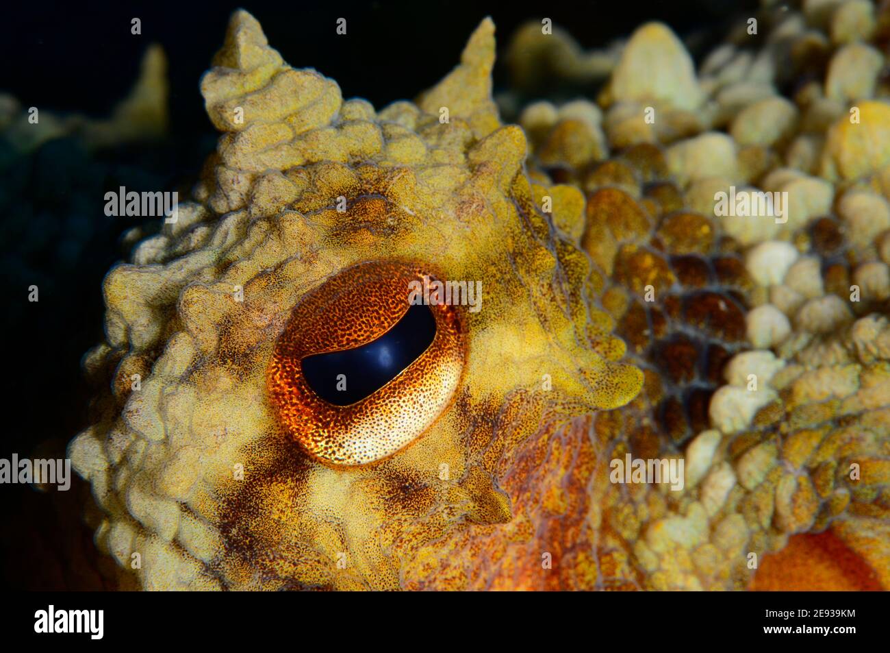 Octopus, Octopus eye Stock Photo - Alamy