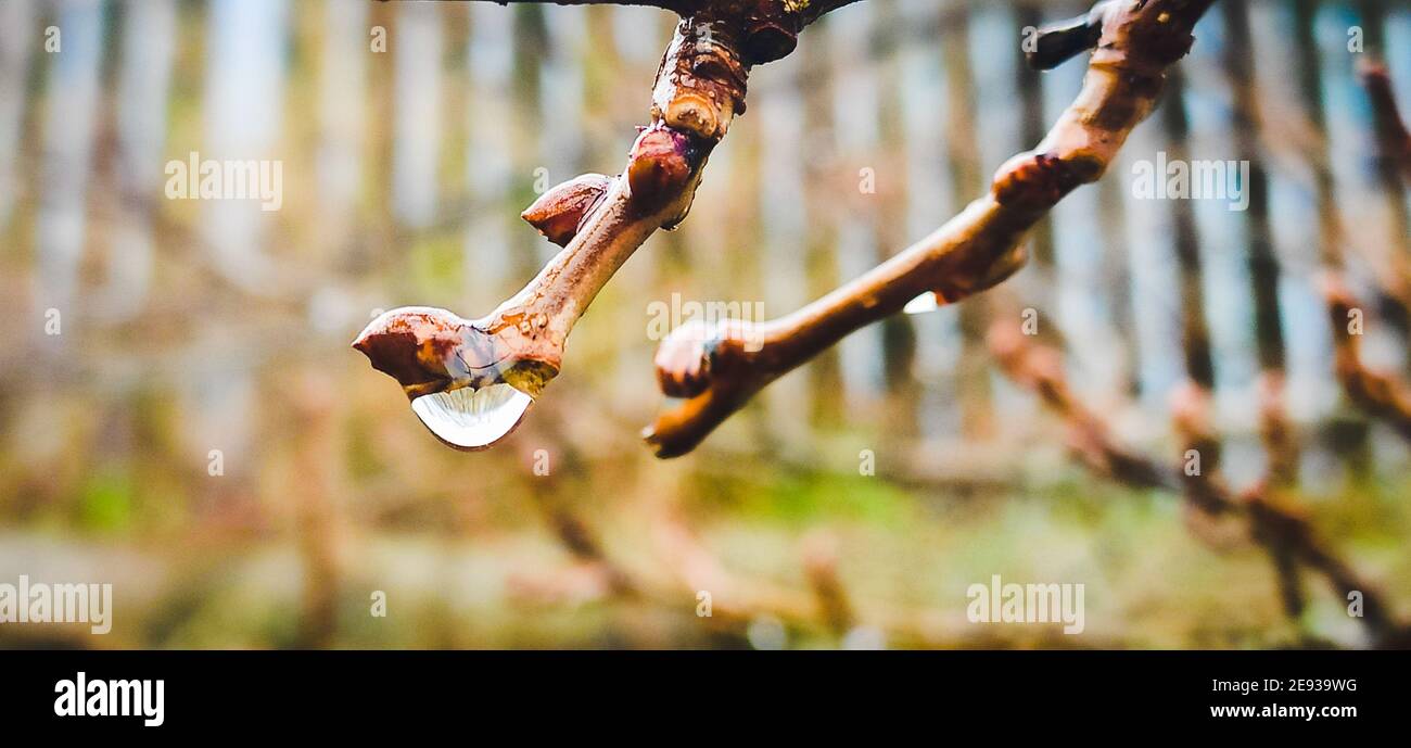 Closeup of a water drop on a tree branch Stock Photo - Alamy