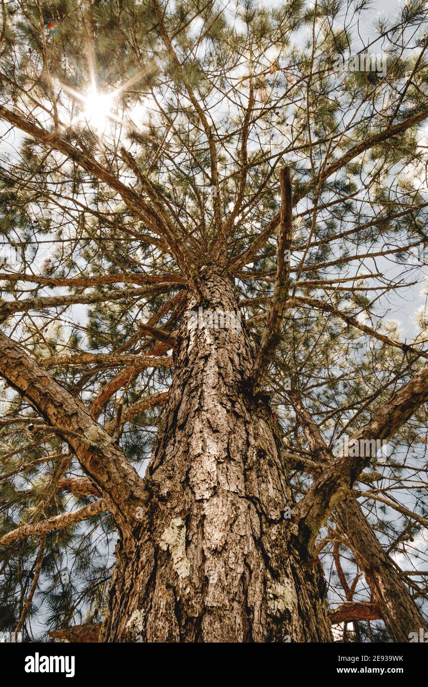 Low angle shot of trees in the forest Stock Photo - Alamy