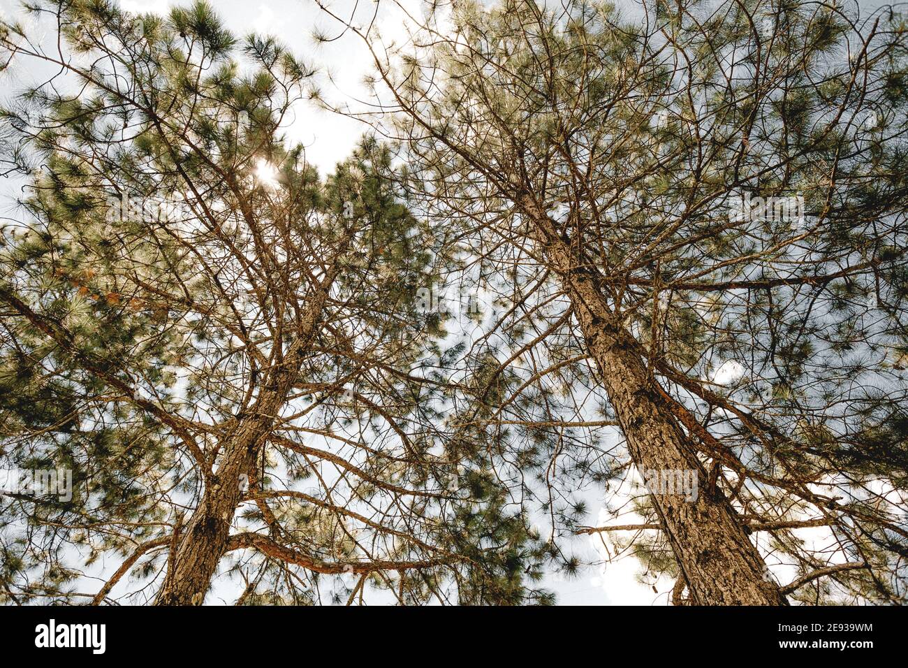 Low angle shot of trees in the forest Stock Photo - Alamy