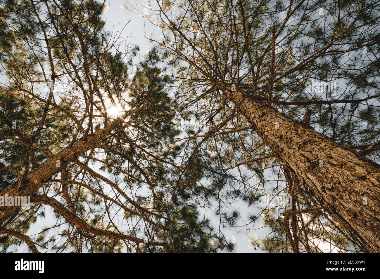 Low angle shot of trees in the forest Stock Photo - Alamy