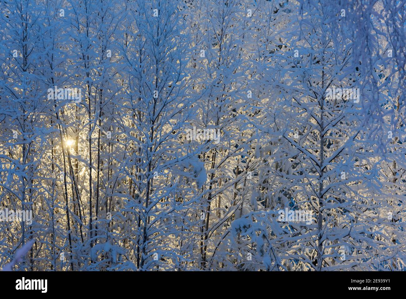 trees crystallized from the cold in Lapland during the winter Stock ...