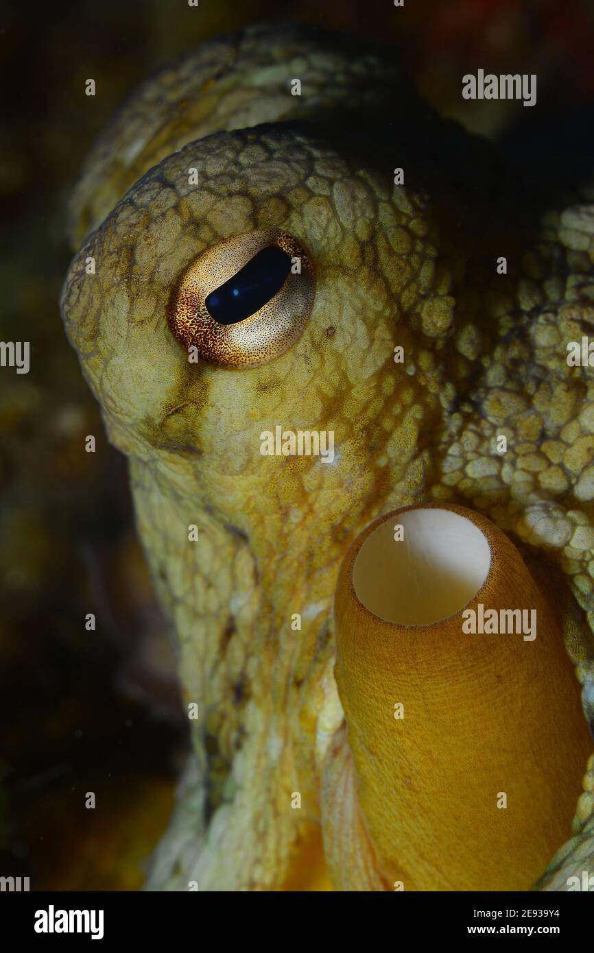 Octopus, Octopus eye Stock Photo - Alamy