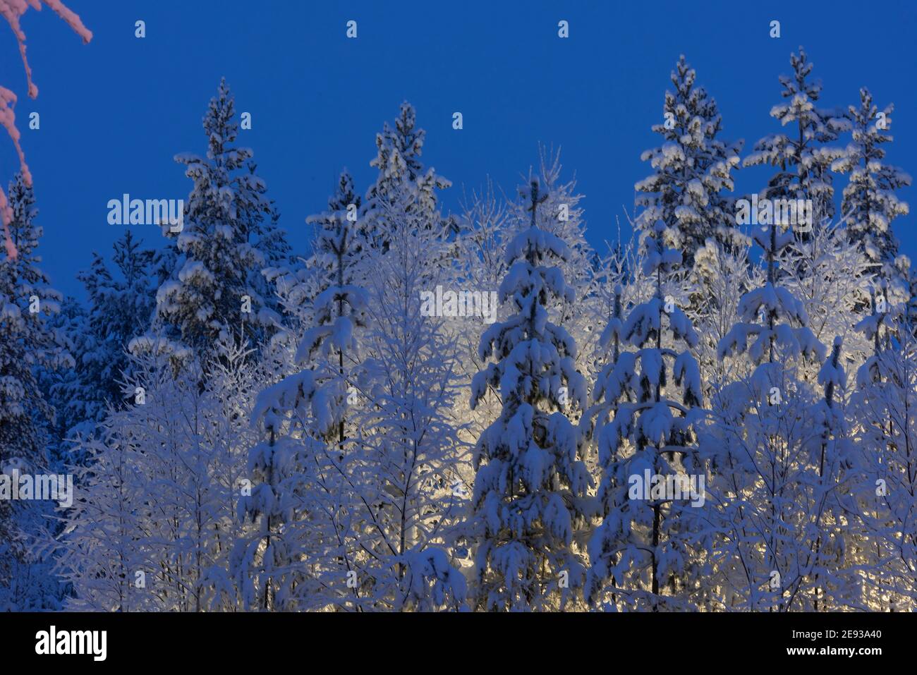 trees crystallized from the cold in Lapland during the winter Stock Photo - Alamy